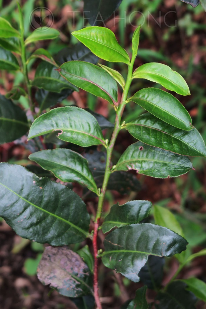 Red Jade production processing gallery – Tea Hong 茶香行