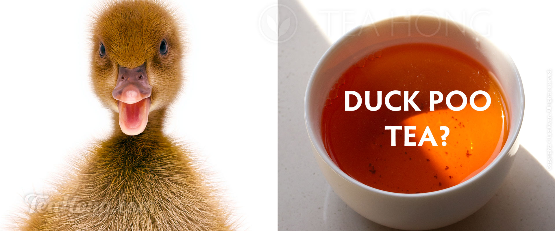Seriously is there a Duck Poo Tea? – Tea Hong 茶香行