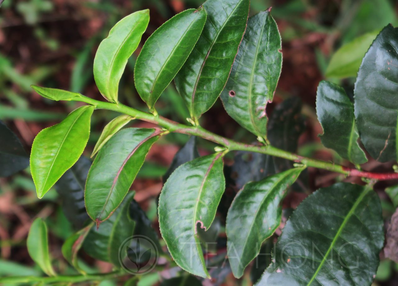 Hong Yu White Tea, with Extra Oxidation – Tea Hong 茶香行